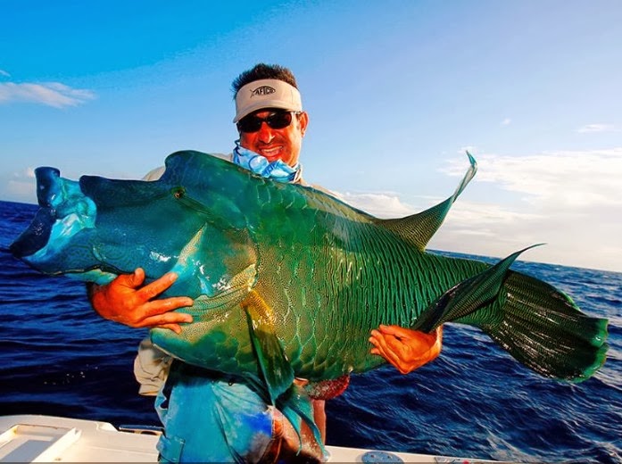 Big Fishes of the World: MAORI WRASSE (Cheilinus undulatus)
