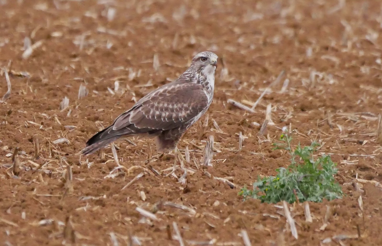 Nature in the Heart of England: Wardington: a gathering of Buzzards