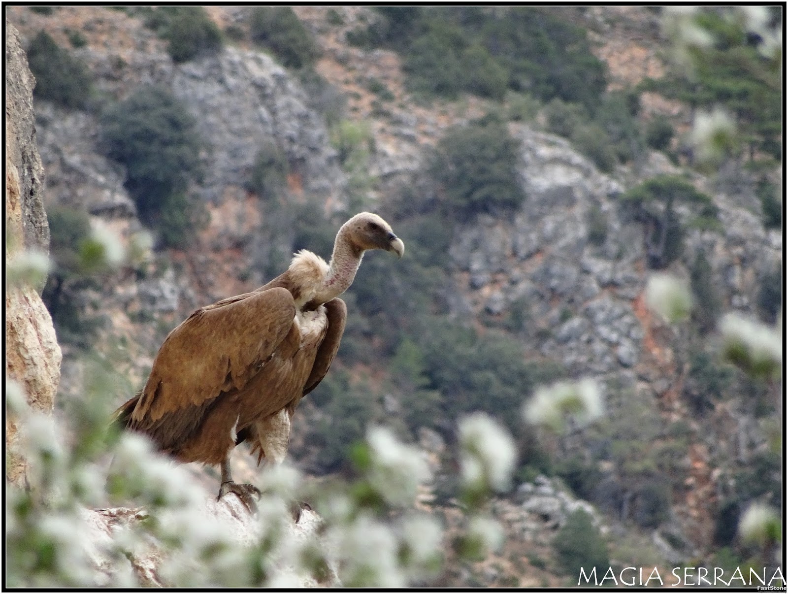 ANIMALES DE LA SERRANÍA DE CUENCA