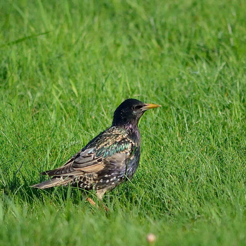 Knuts fugleblogg: Stær (Sturnus vulgaris)