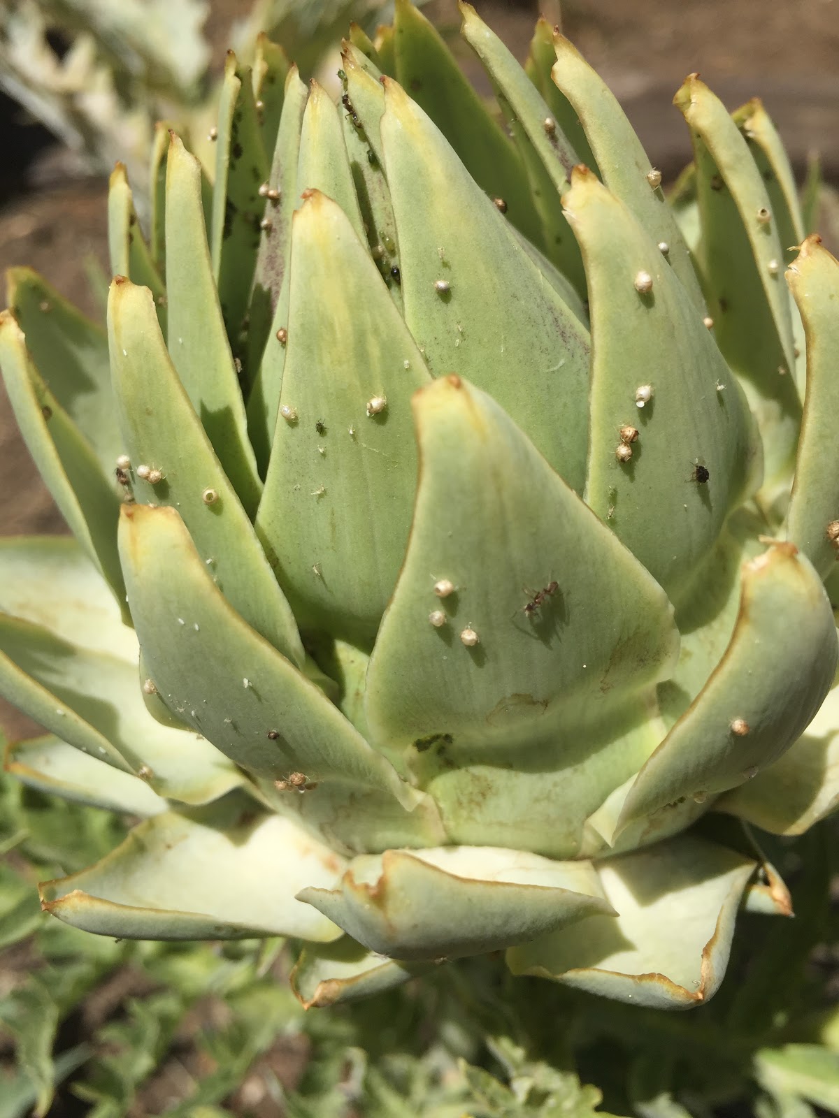 Lorraine's AP Biology Blog :): A Non-flying Insect