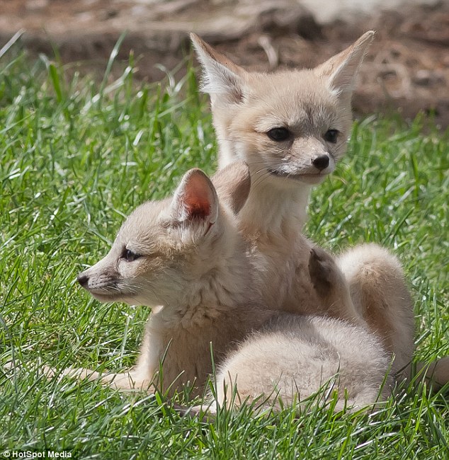 White Wolf : Fantastic family of fox pups roll in the grass and play ...