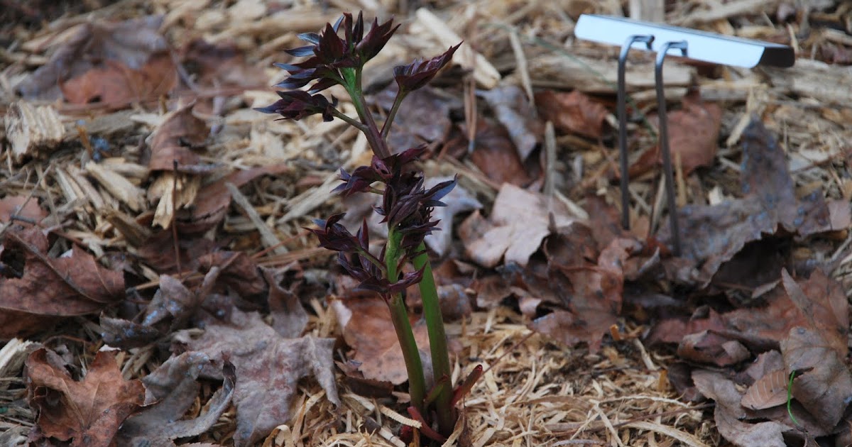Southern Peony: 2012 Newly Planted Peony Sprouting in Fall