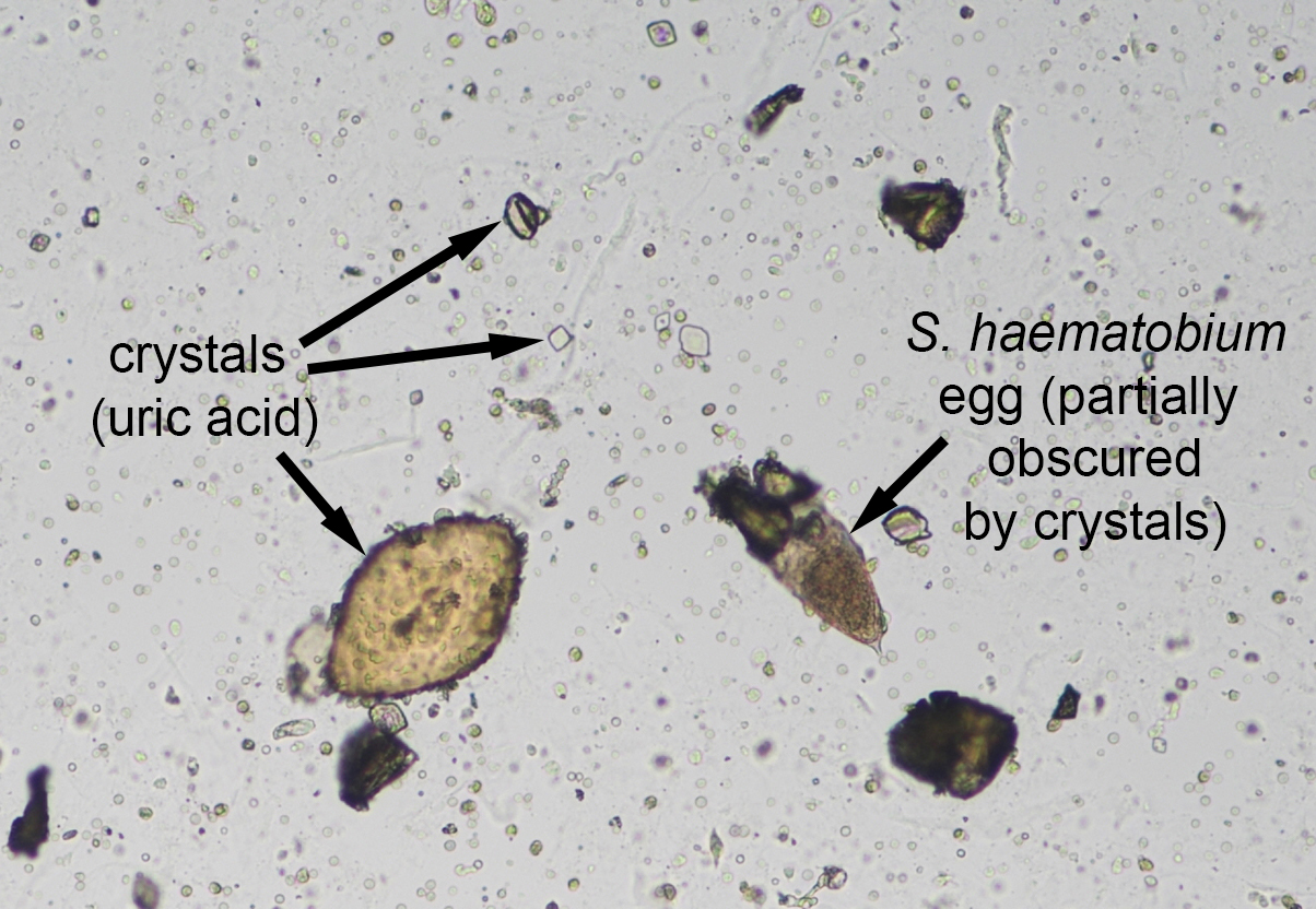 Creepy Dreadful Wonderful Parasites: Answer to Case 511