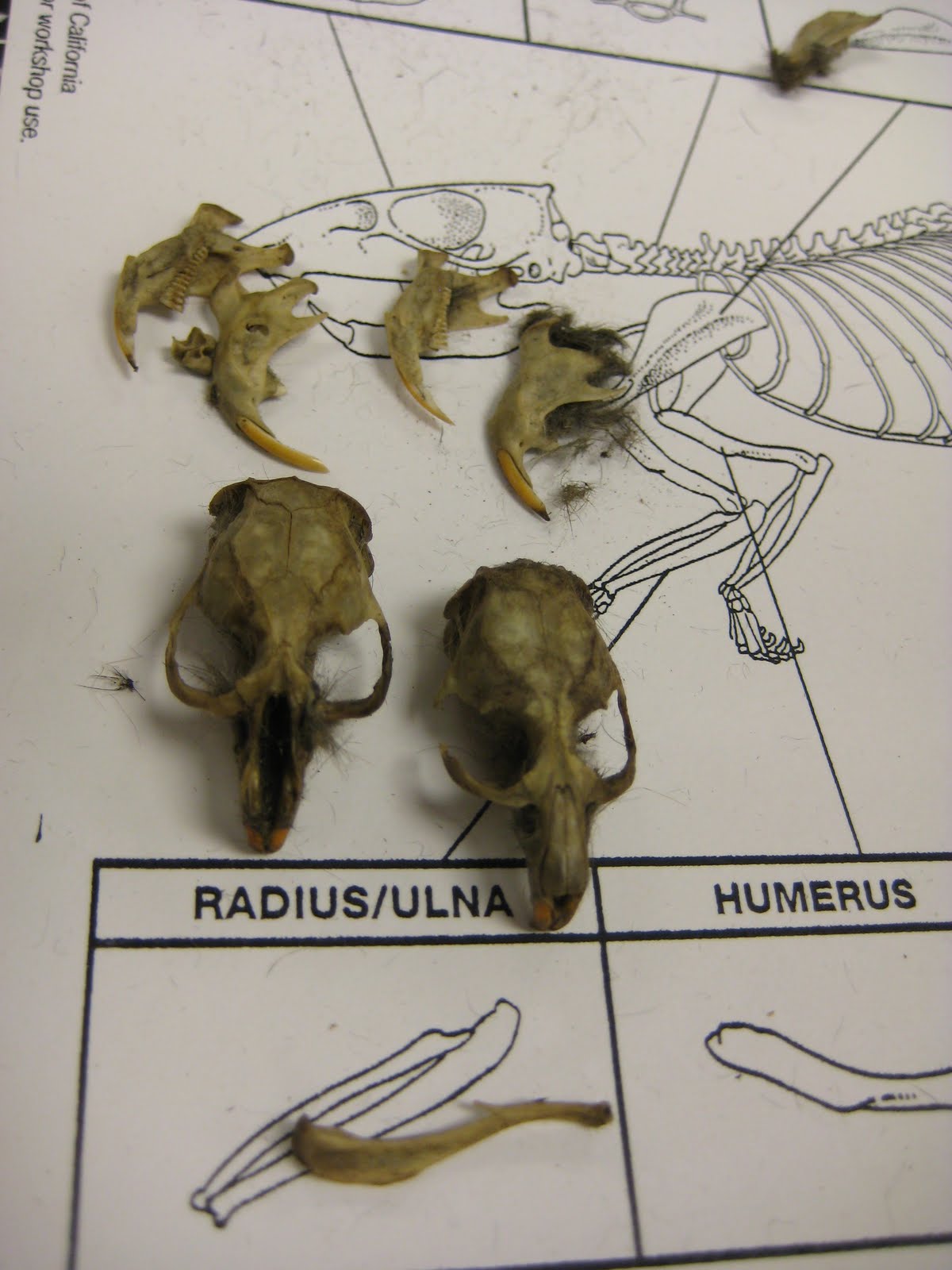 'Click': Owl Pellet Dissection Finds!