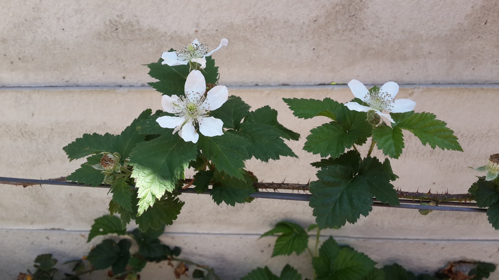Jacot's Garden: Youngberry/Booysenberry/Blackberry