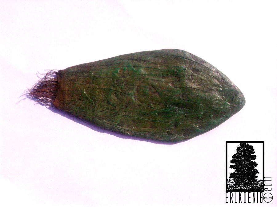 Propnomicon: Dragon Scale