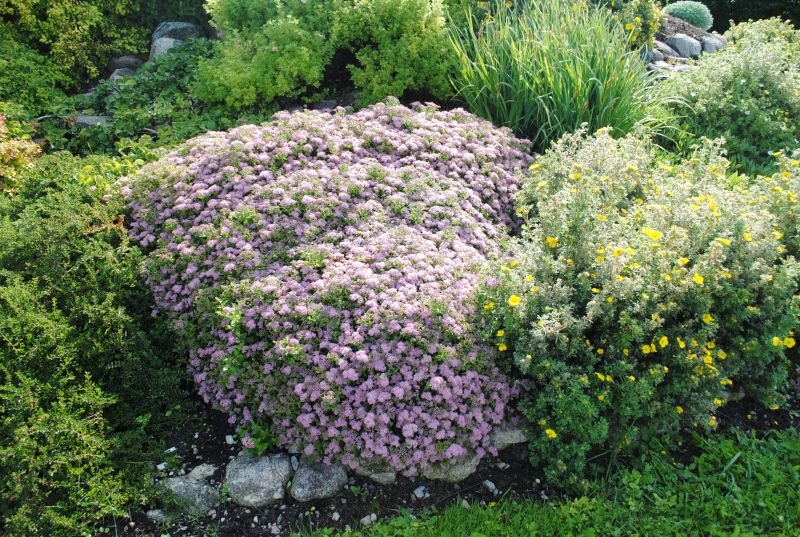 AnneAed: IHALDATUD TAIMED