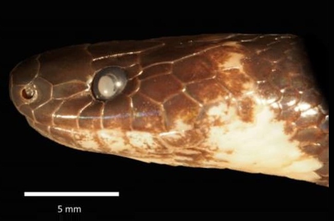 Species New to Science: [Herpetology • 2017] Lycodon sidiki • A New ...