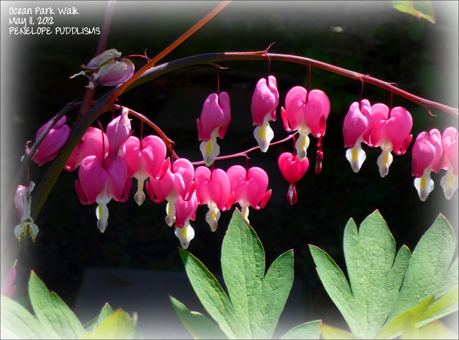 Postcards From Penelope Puddle: Flower Hearts & Dangling Diamonds