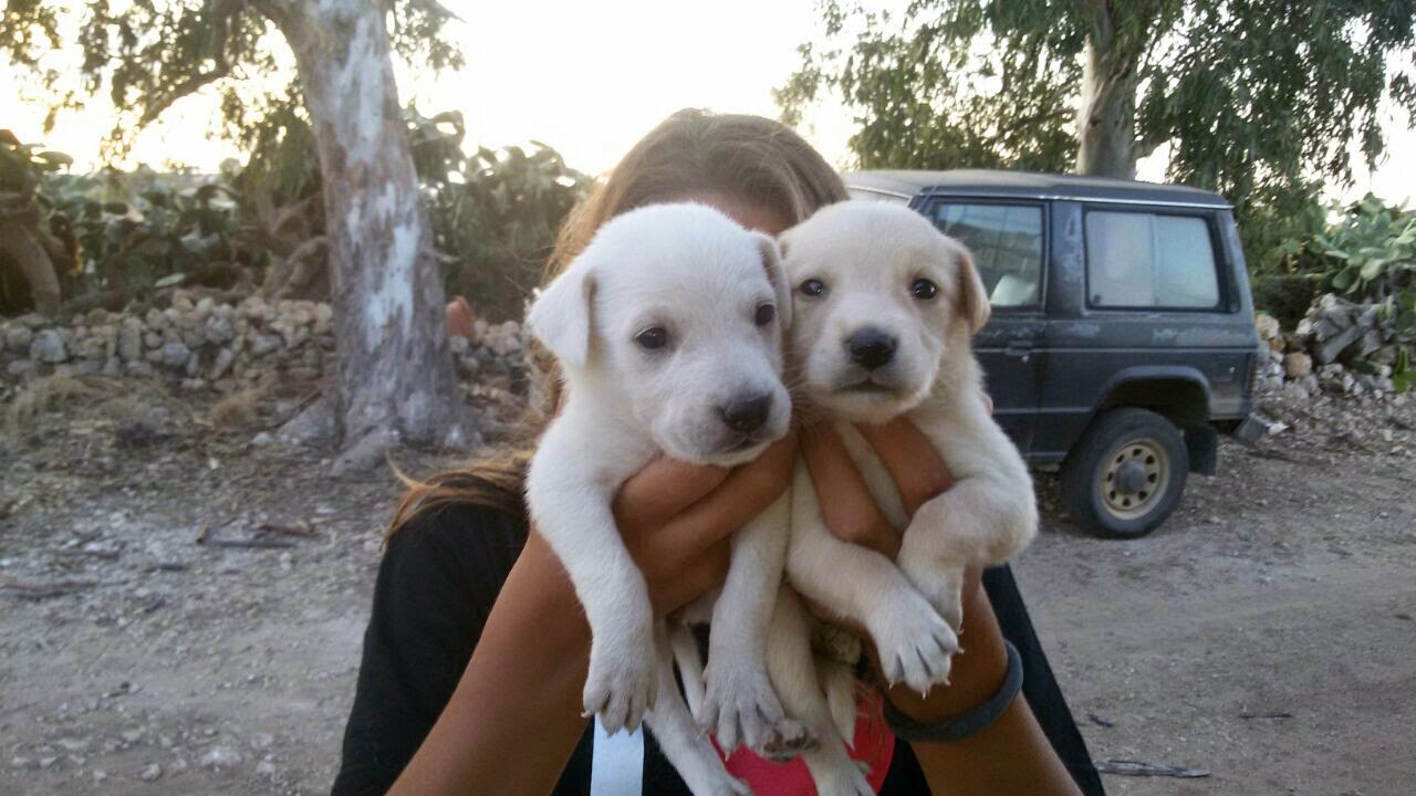 Adotta un cane a Siracusa: ADOTTATI - Cuccioli di labrador in regalo a ...