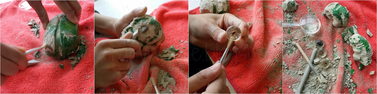 Temporary Waffle: The Real Bug Dig Out Science Insect Excavation Kit