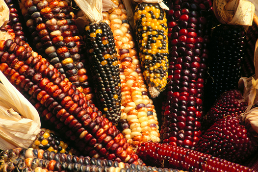 Maíz Kculli – Color y sabor