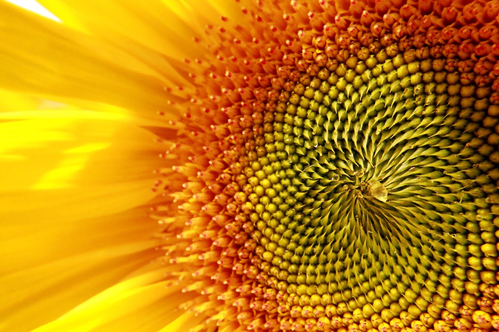 Sturch Photography: Sunflowers, Fibonacci and the Zen of Patterns