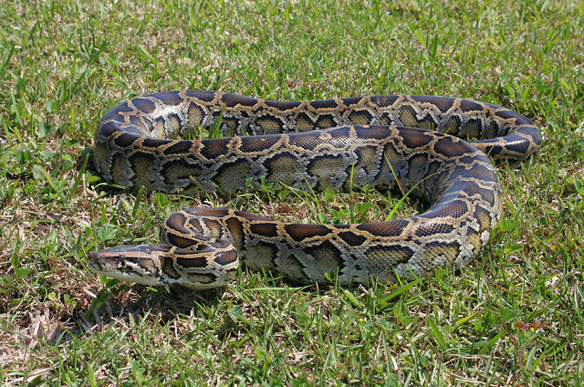 Burmese Python | The Biggest Animals Kingdom