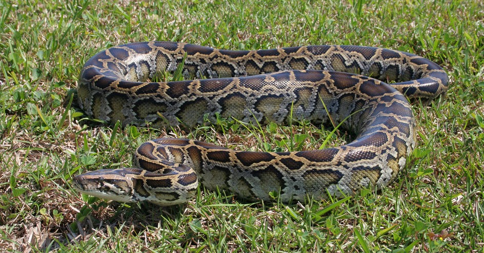 Burmese Python | The Biggest Animals Kingdom