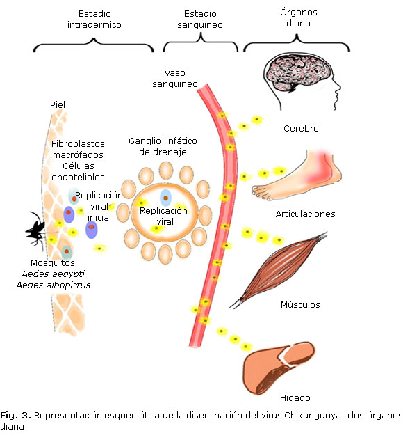 Virus de chicongunya: mayo 2016