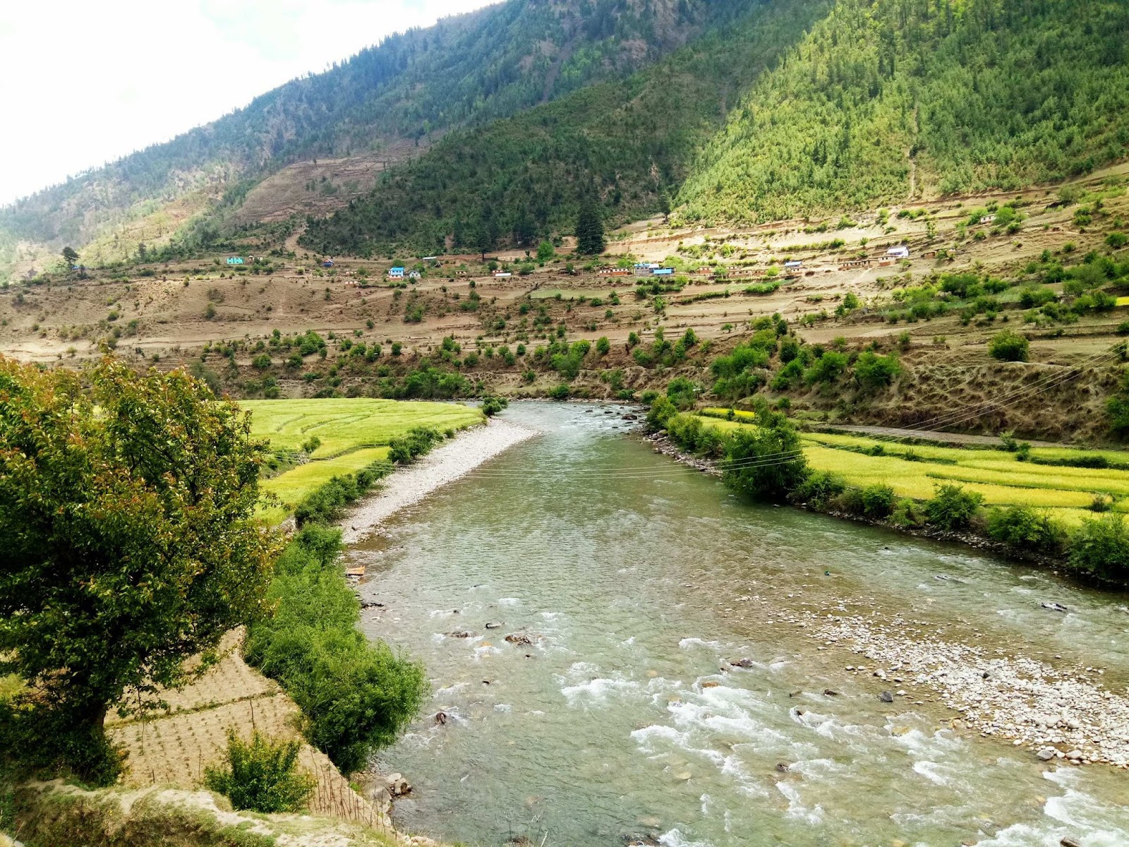 Apple Garden in Jumla,Nepal