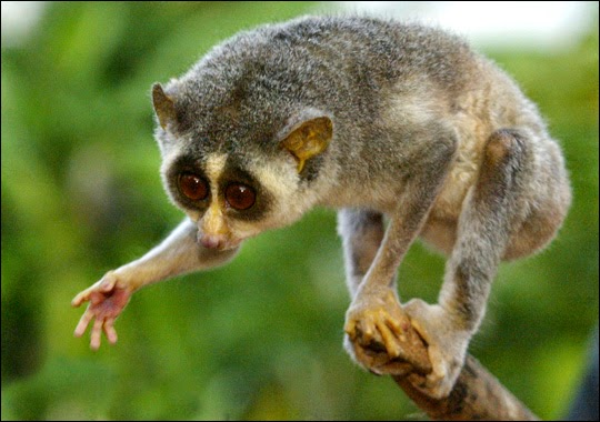 Slender Loris (Loris Tardigradus)