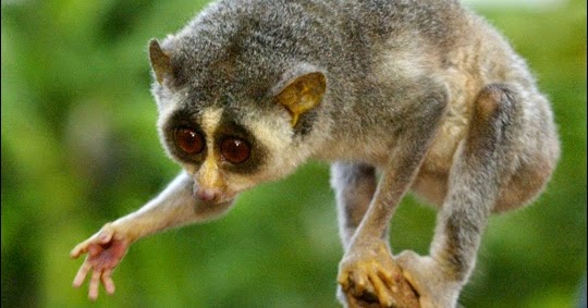 Slender Loris (Loris Tardigradus)