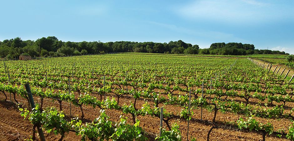 CIENCIAS NATURALES: Bloque 2: El suelo y sus irregularidades