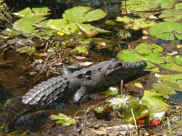 TABASCO : marzo 2015