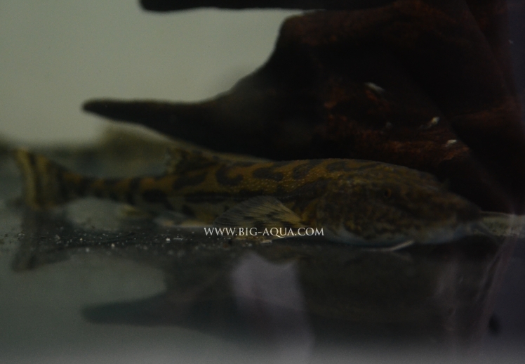 Triplophysa Siluroides! ~ Big Aqua