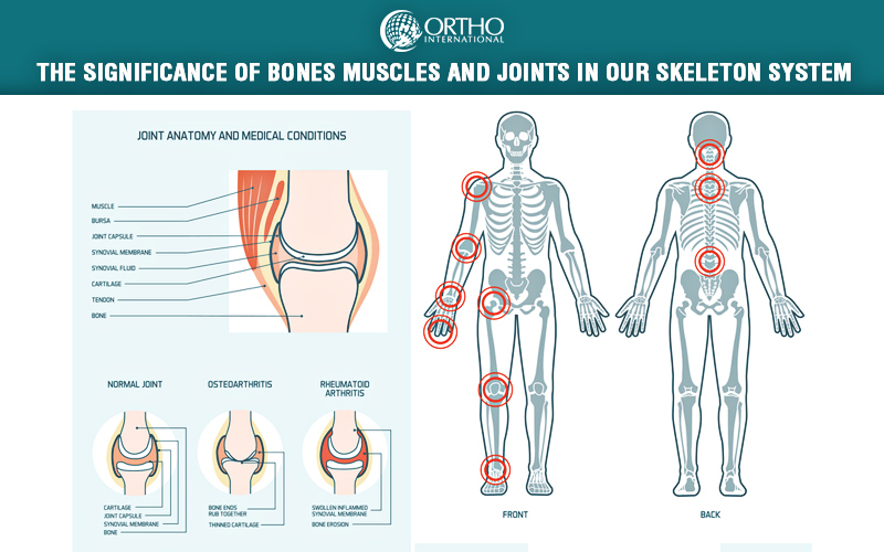 The Significance Of Bones Muscles And Joints In Our Skeleton System