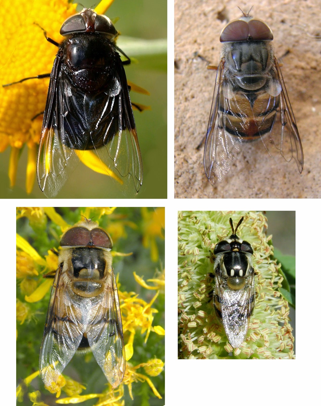 Arizona: Beetles, Bugs, Birds and more: Hover flies of the desert SW ...