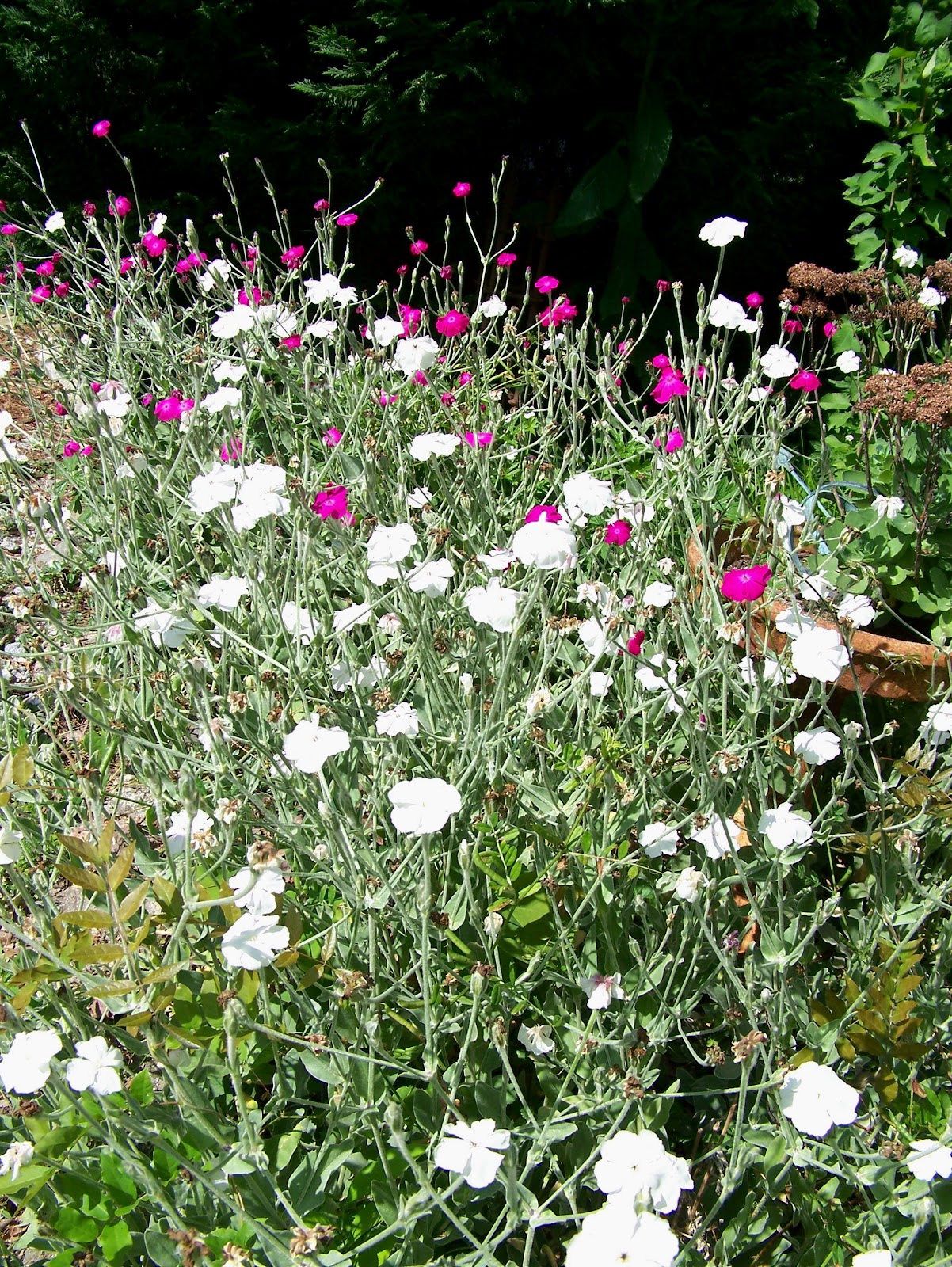 in the hills of North Carolina: plain: adjective