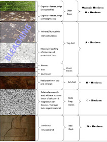 Roots 'n' Shoots: Soil: Profiles & Maintenance