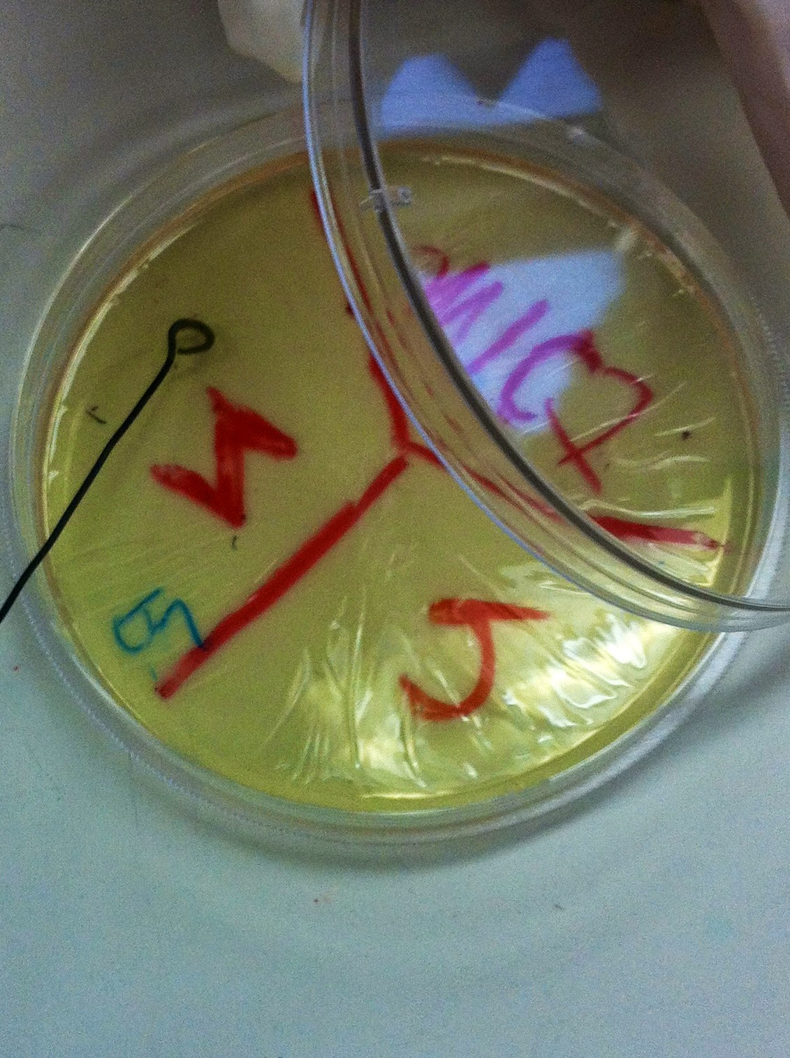 Lab Research for Mini Session Microbiology at Franciscan University ...