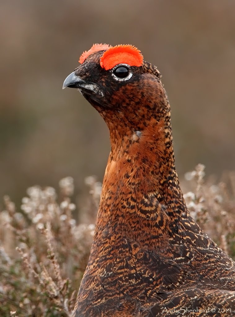 Andy Shepherd Wildlife Photography: Red Grouse
