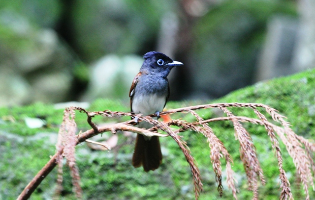 Snowy Owl Lost: A weekend filled with Japanese Paradise Flycatchers