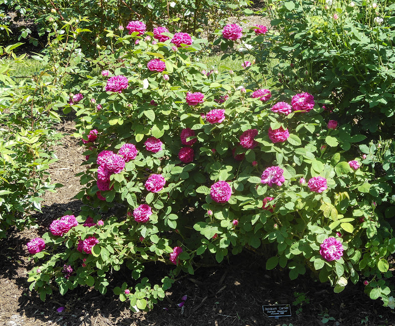 Garden State Roses: Reeves Rose Garden Update