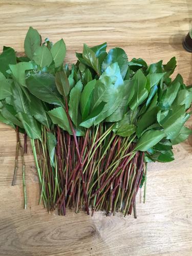 PlacesPeopleStuff with Character: Khat - from Yemen to Israel