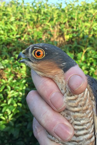 A Wirral birders blog: Another Sparrowhawk