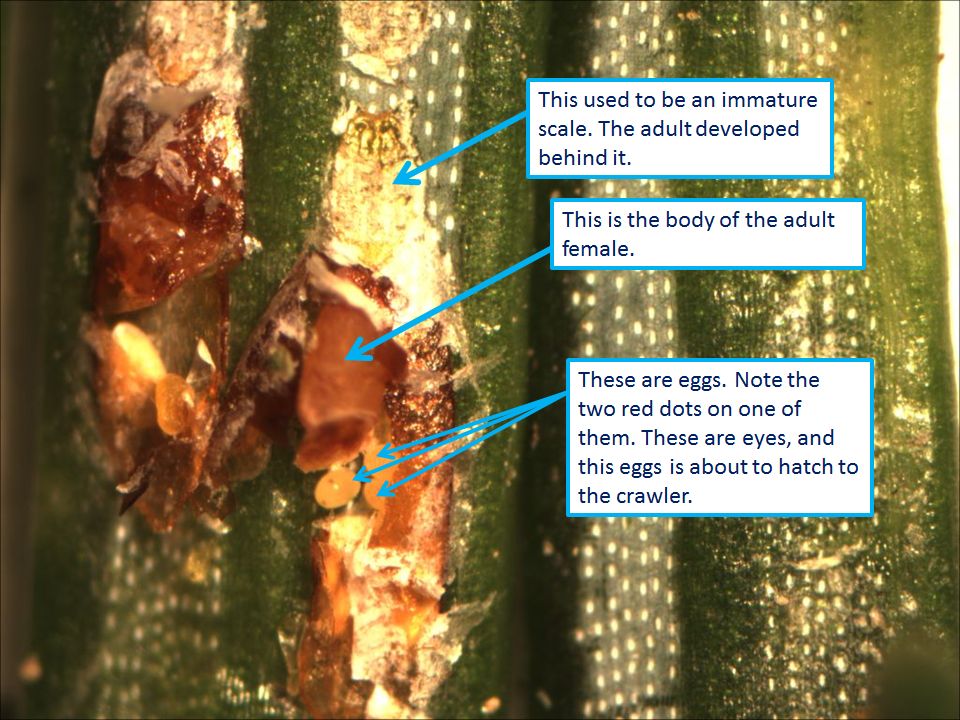 Fraser Fir IPM: How Do You Know When Scale Control Is Working?