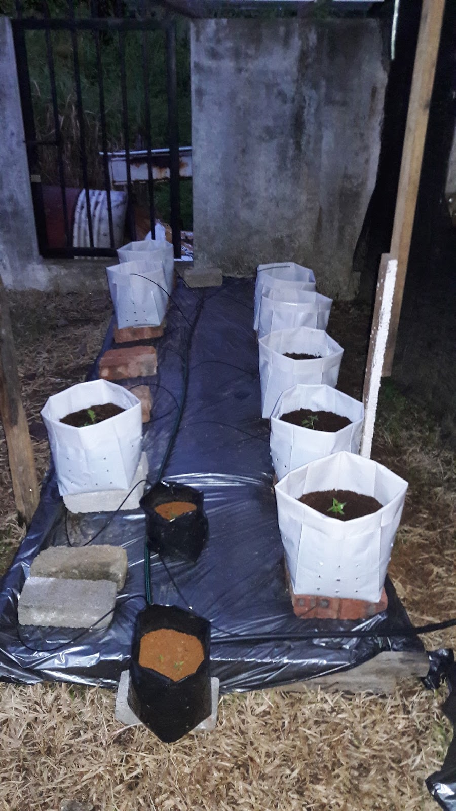 My Fertigasi Sarawak: Langkah Menyediakan Tanaman Fertigasi