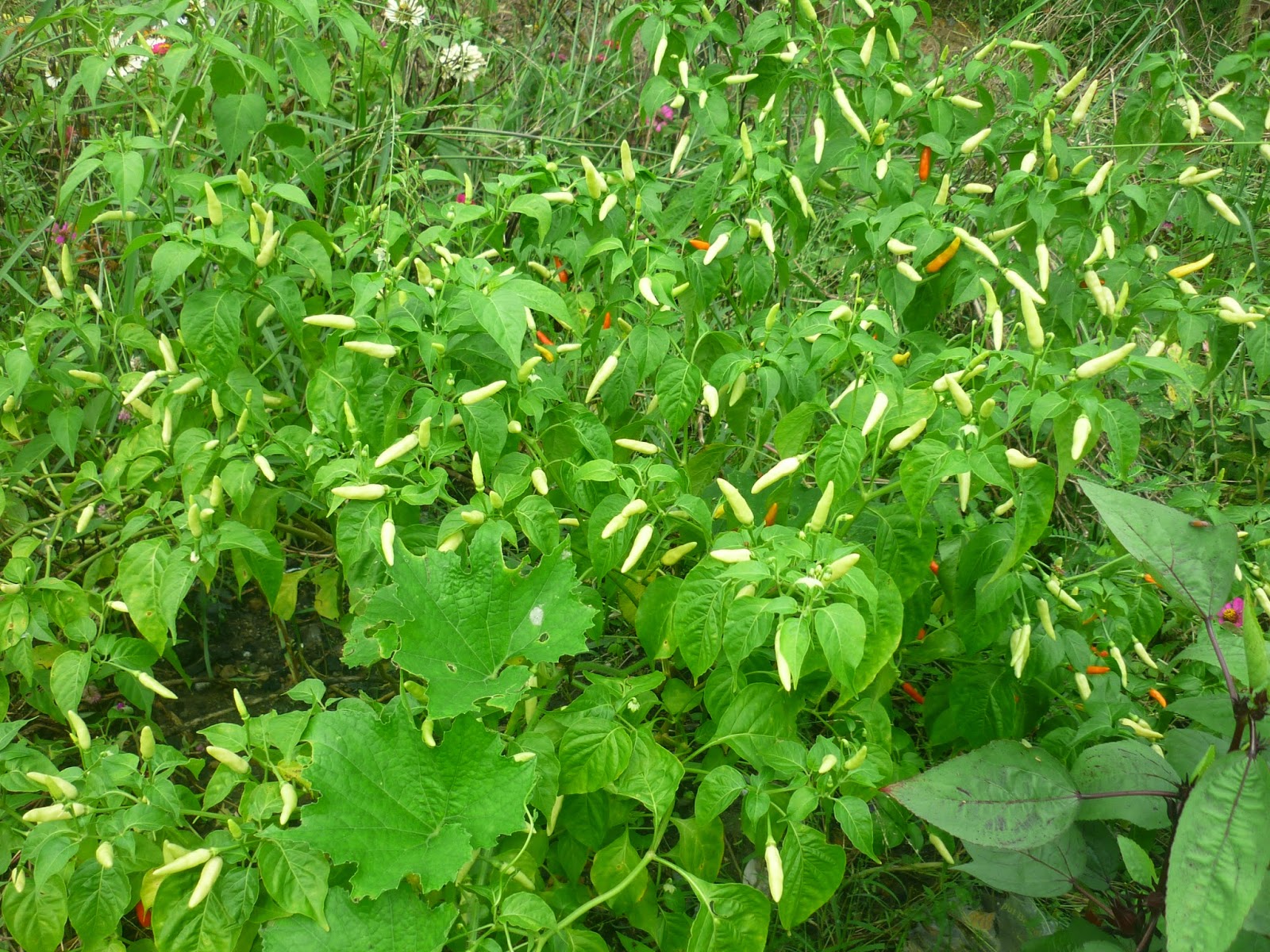 Disini dalam lingkaran ini: cili putih sejenis lada padi.Betul ke.