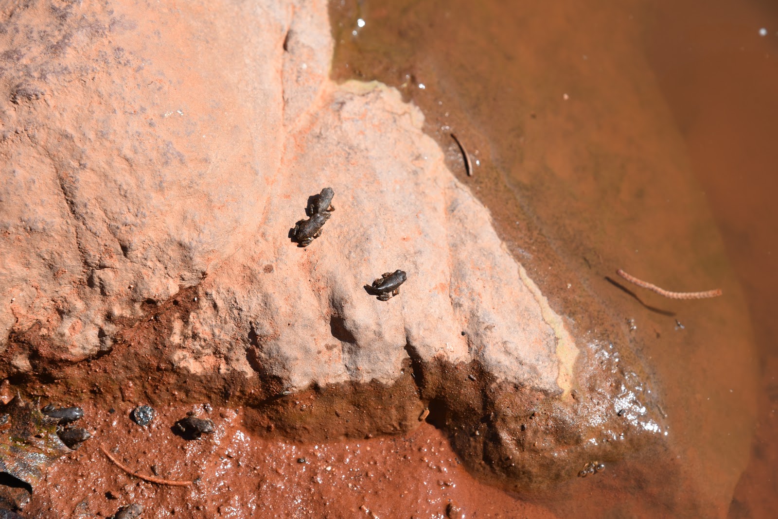 Arizona Hiking: ANT HILL LOOP