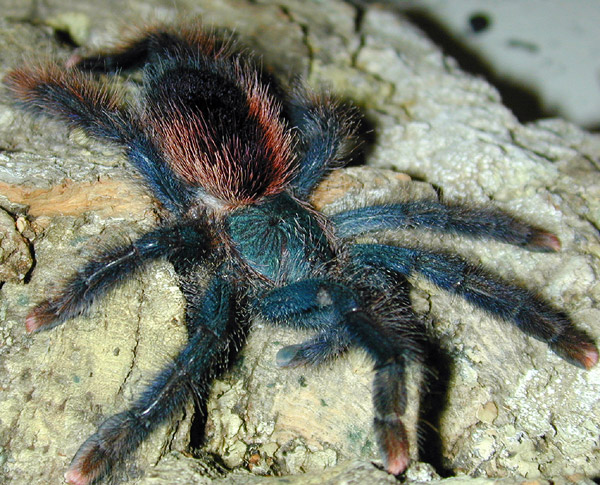 Tarantula and Scorpion Handler’s Blog: Avicularia Tarantula Caresheet