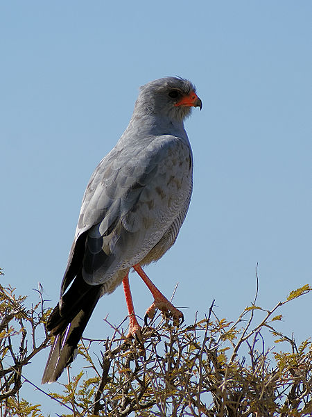 Fauna africana: Azor (Melierax canorus)