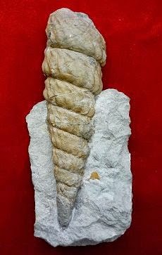 Mundo Pré-Histórico: Amonites (Ammonoidea)