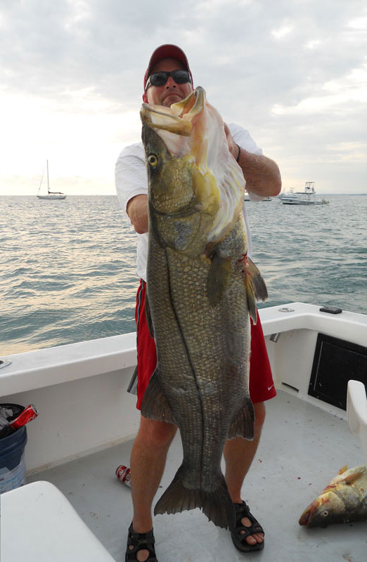 Big Fishes of the World: SNOOK BLACK (Centropomus spp)