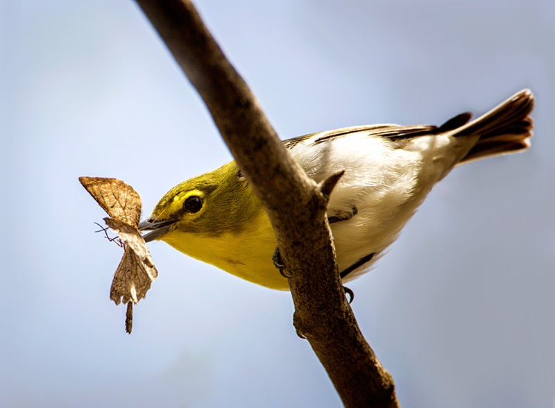 NatureShots by Terri & David Norris: Cedar Bog Birds