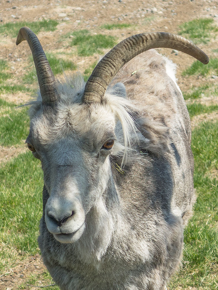 Merikay's Dream : Whitehorse, Yukon Territory