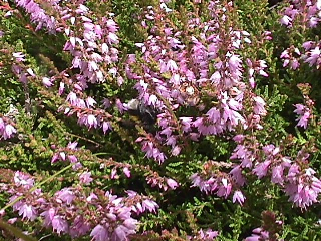 Entre flores y abejas: Brezo común