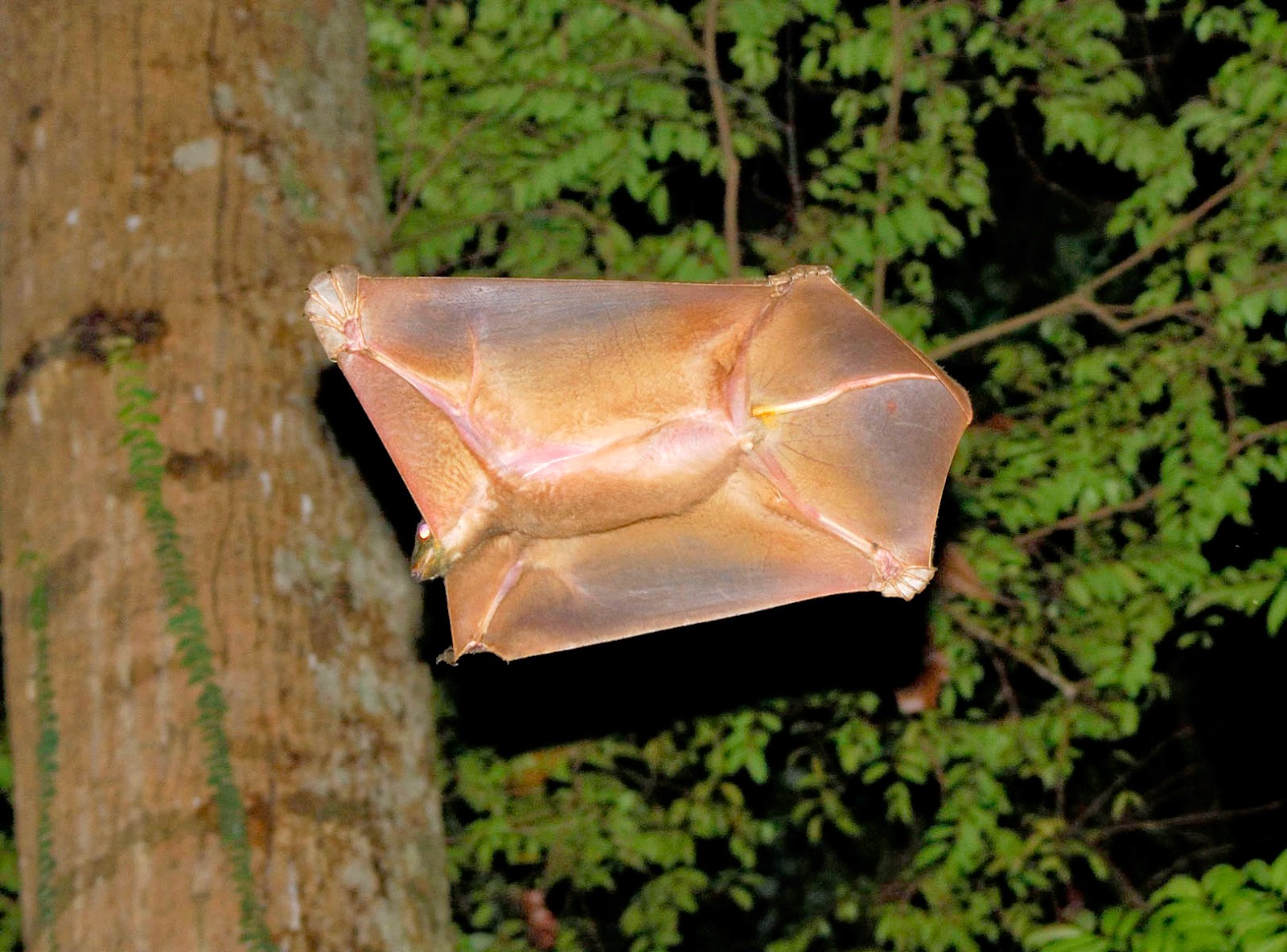 SUNDA COLUGO photos - wallpapers | the fun bank