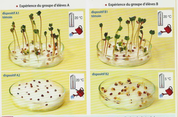 Les SVT dans l'Arène: Sixième : condition de germination des graines